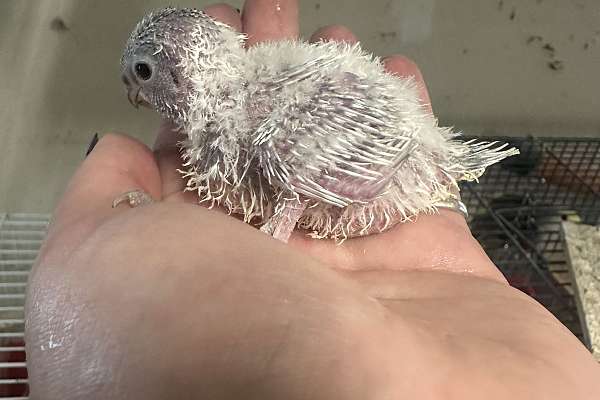 Hand feeding English parakeets