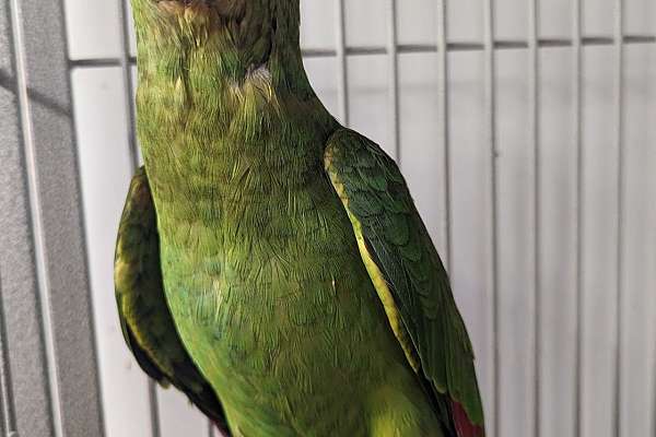 Yellow Nape Amazon