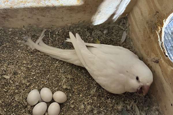 Proven breeder pair of quakers