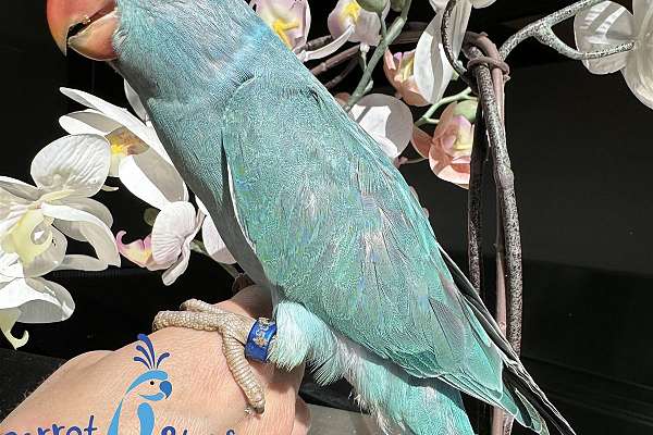 Baby Blue Turquoise Indian Ringneck Available at Parrot Stars!