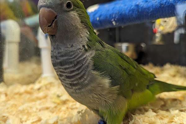 Green Quaker