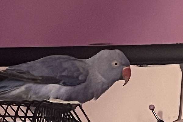 Indian Ringneck