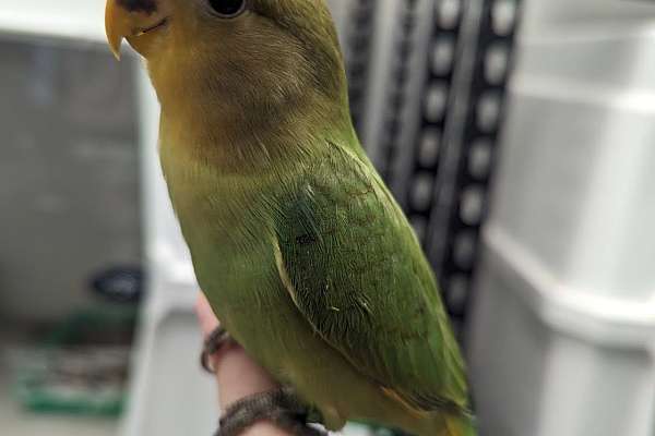 Peach Faced Lovebird