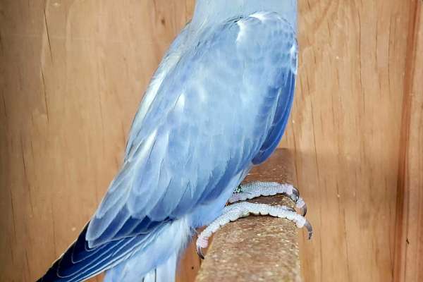 Emerald violet opaline split cleartail hen