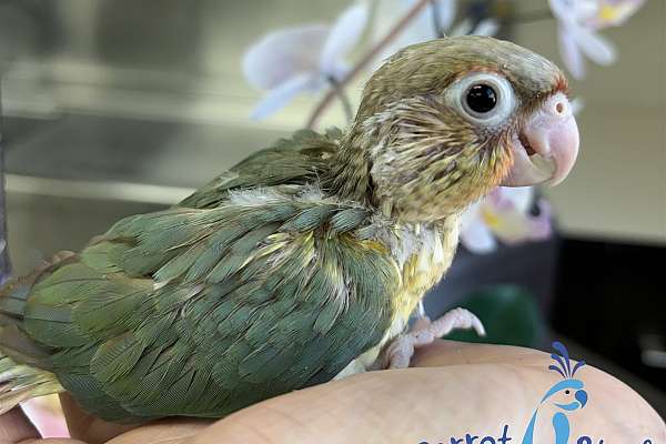 Baby Turquoise Pineapple Green Cheek Conure Available at Parrot Stars!