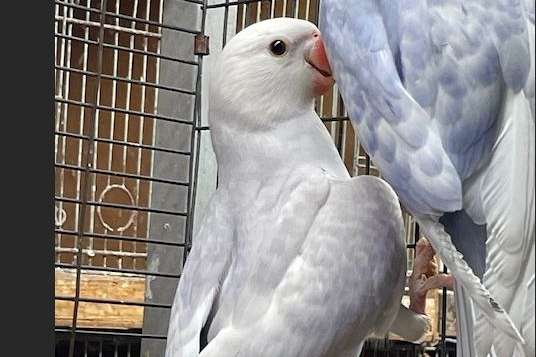 Violet Harlequin Lacewing Indian Ringneck Parrot