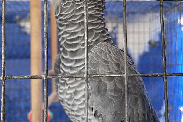 breeder male african grey congo