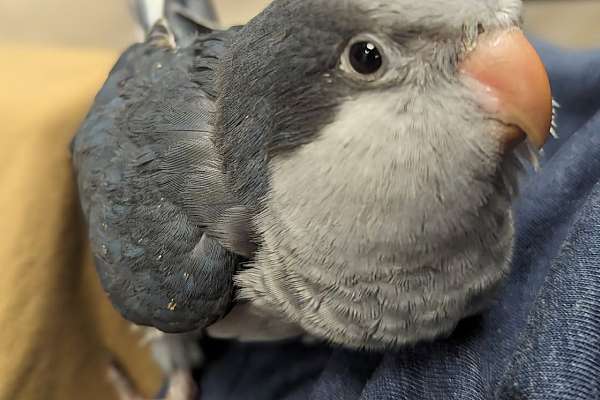 Special Color Quaker