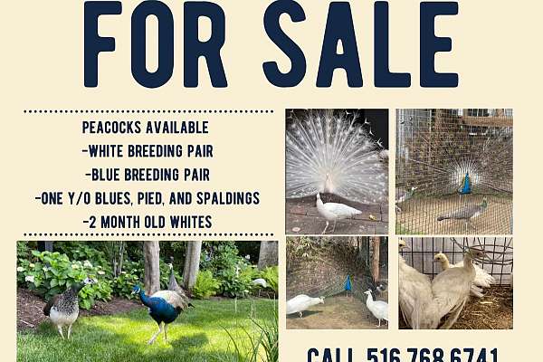 Peacocks Available