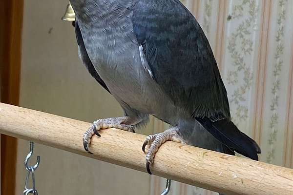 handfed cobalt quaker