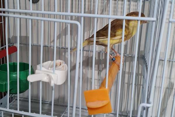 Yellow & Isabel Mosaic Canary