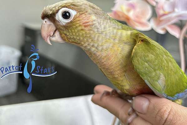 Baby Cinnamon Green Cheek Conure Available at Parrot Stars!