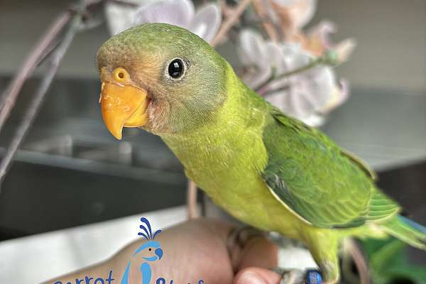 Baby Plum Headed Parakeet Available at Parrot Stars!