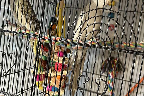 Proven cockatiel pair