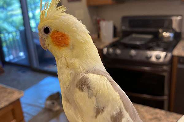 Cockstiel hen ready now