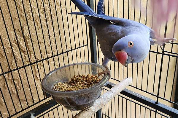 DF Violet Indian Ringneck