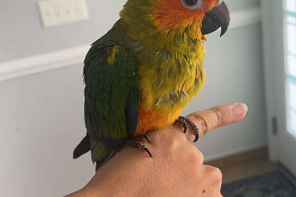 Baby sun conures