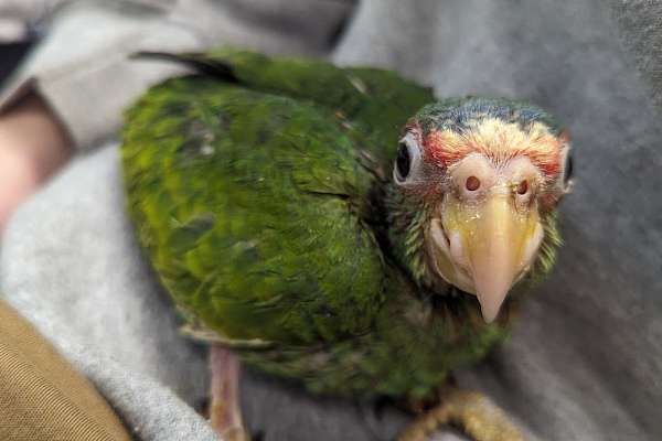 White Fronted Amazon