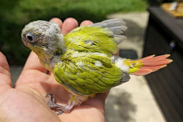 Dilute Green Cheek Conure