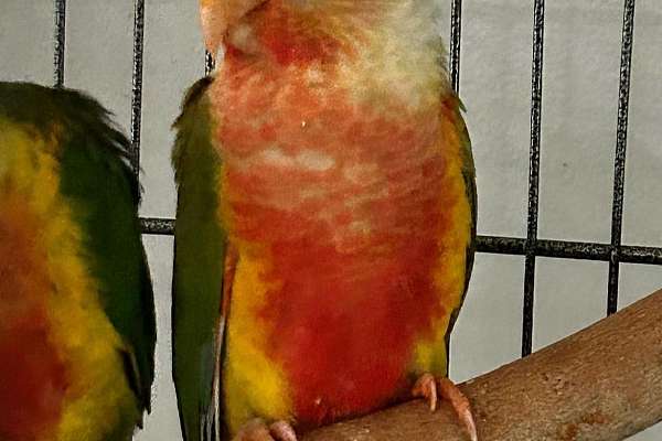 Baby green cheek conure