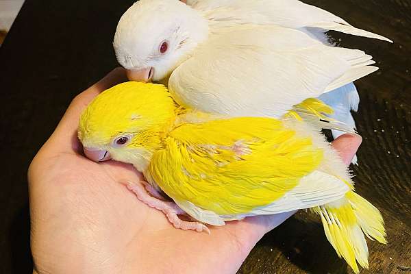 Yellow Quaker Babies Available