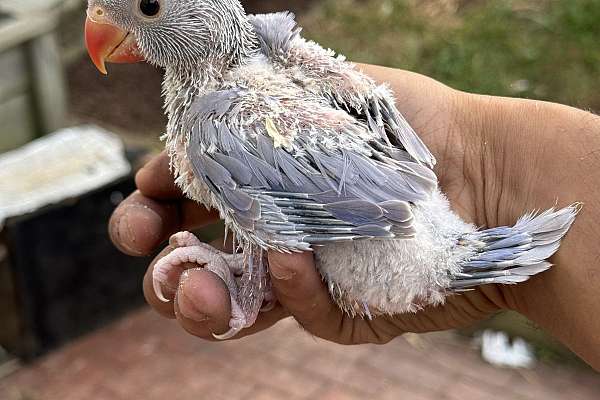 Purple indian ringneck baby