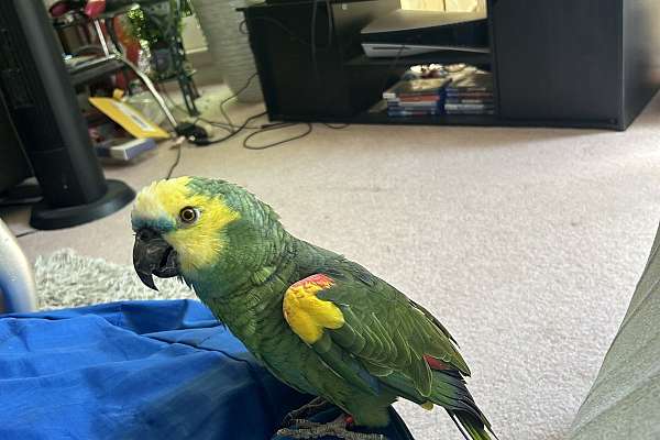 Beautiful male blue front Amazon parrot