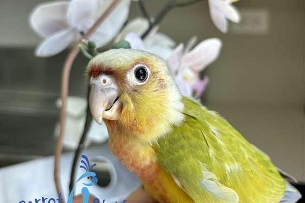 Baby Dilute Green Cheek Conure Available at Parrot Stars!