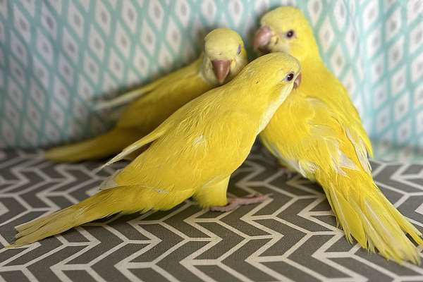 Yellow Quakers hand fed
