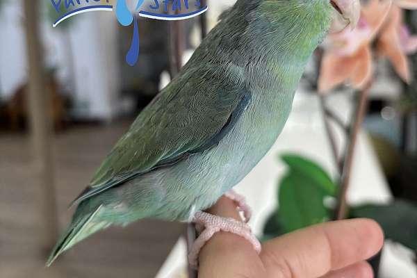 Baby Turquoise Parrotlet Available at Parrot Stars!