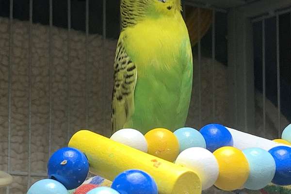 Bonded Parakeet Pair