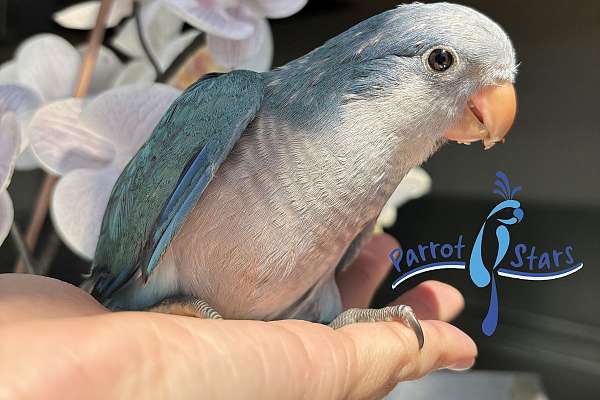Baby Blue Quaker Parrot Available at Parrot Stars!