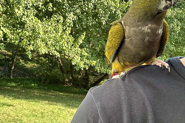 Rare Beautiful sweet male Patagonian conure