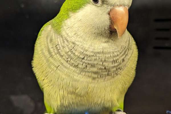 Green Quaker