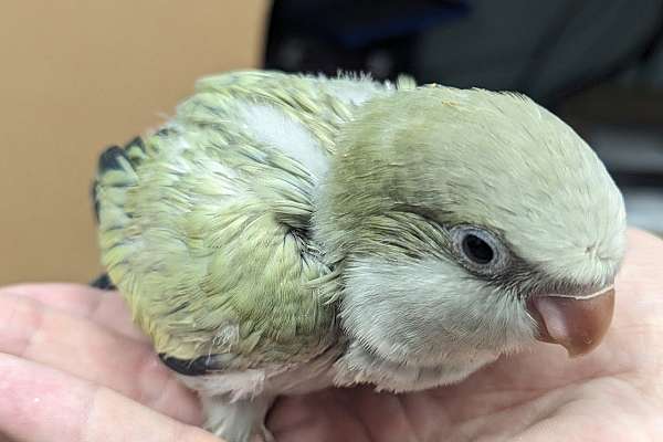 Special Color Quaker