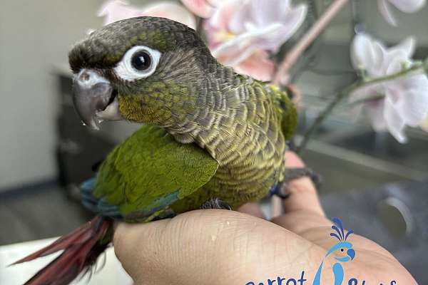 Baby Normal Green Cheek Conure Available at Parrot Stars!