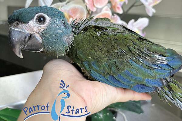 Baby Blue Headed Macaw Available at Parrot Stars!