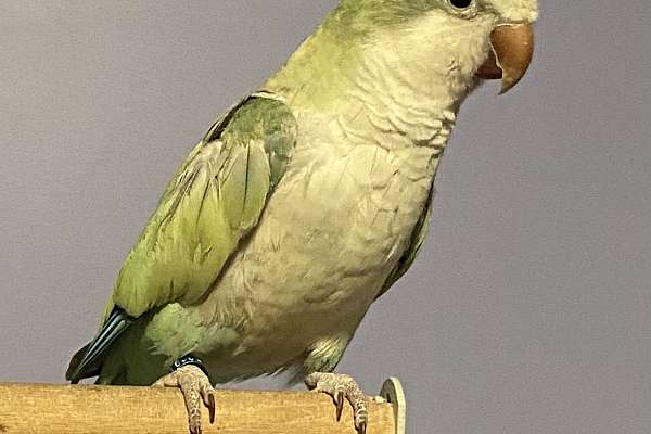 Female Turquoise Opaline Quaker