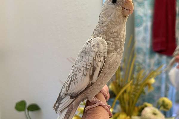Beautiful Whiteface pearl Cockatiel