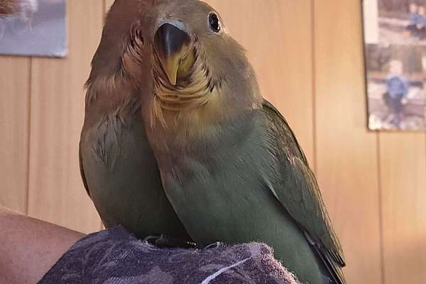 Sweet baby peachfaced lovebirds