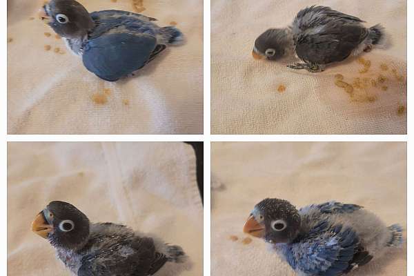 Blask masked lovebirds