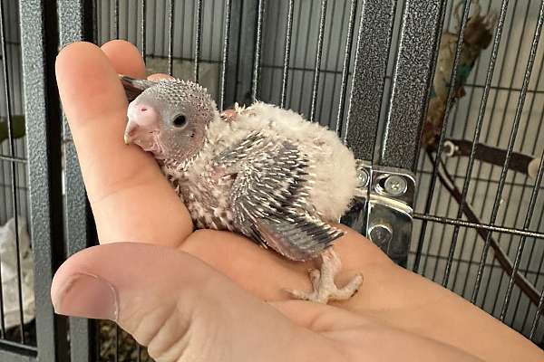 Hand fed baby parakeet