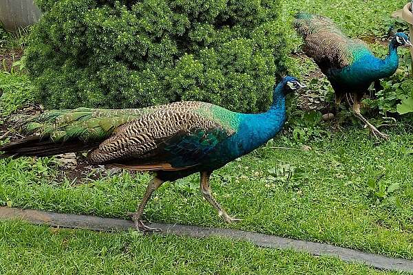 Purple Spalding Hen 2YO