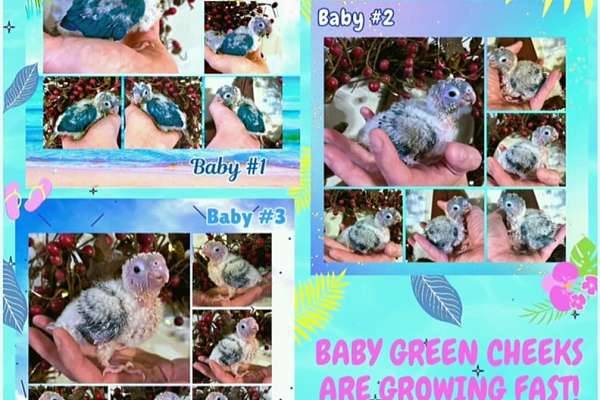 Turquoise Green Cheek Conures, English Budgies, Cockatiels, Parrotlets ...