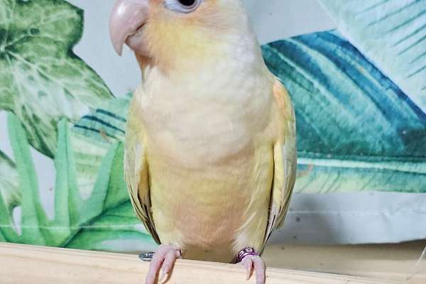 Moon Cheek Conure Male