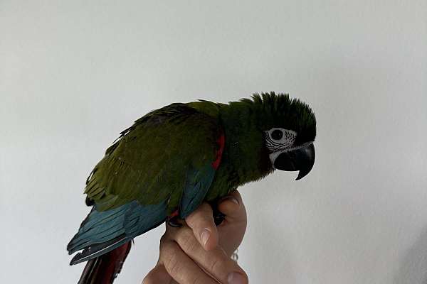 Savere Macaw Baby 4 months old