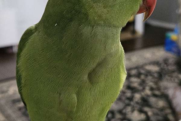 Indian ringneck baby