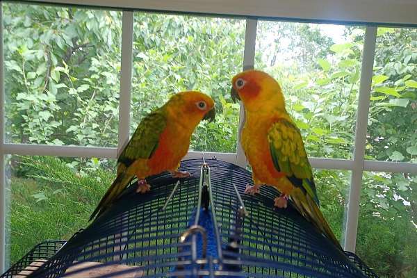 Sun Conures