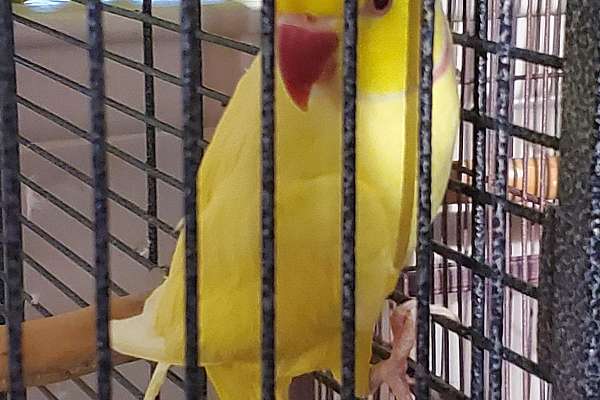Indian Ringneck Pair