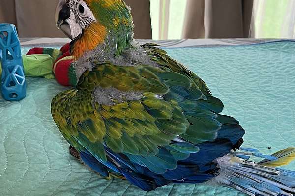 Harlirock Macaw